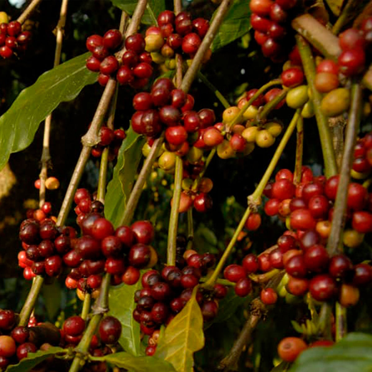 Arabica Cherry - Coorg – Resurgent Agric